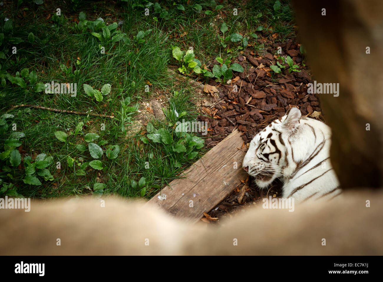 zoo parc beauval rare white tiger, France Stock Photo - Alamy