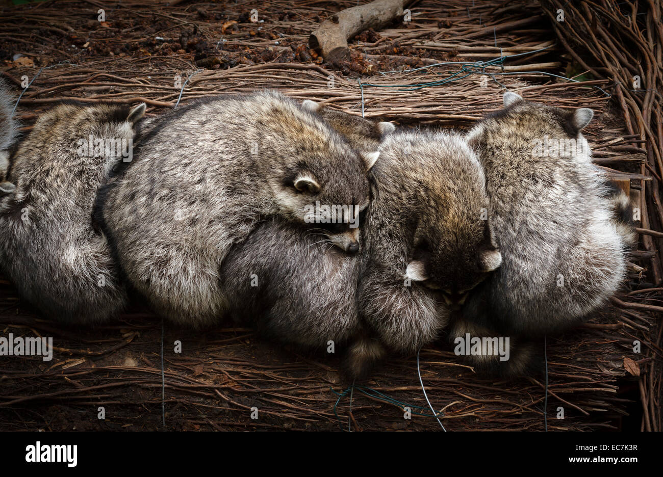 zoo parc beauval raccoons sleeping, France Stock Photo - Alamy