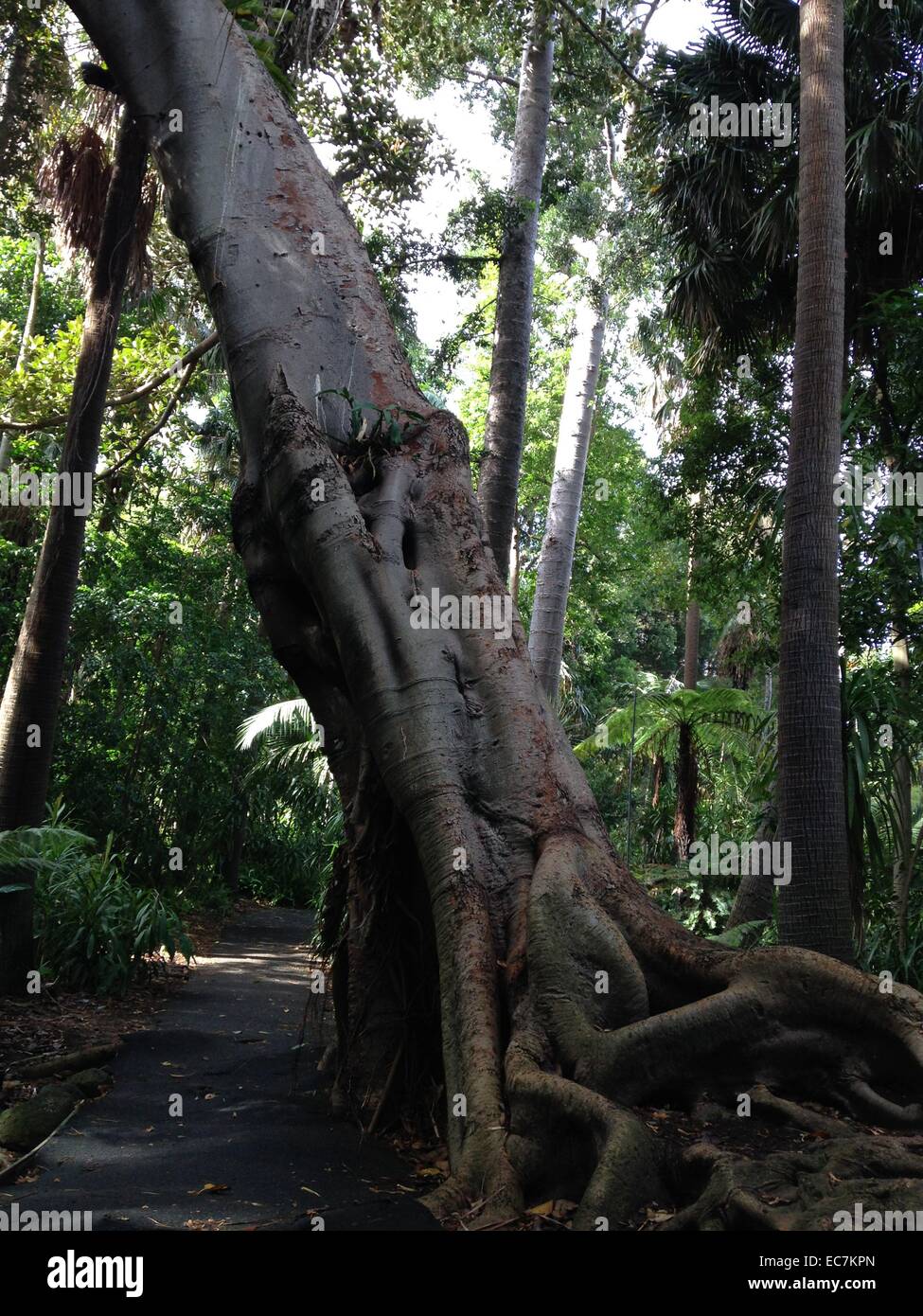 In botanical gardens on hi-res stock photography and images - Alamy