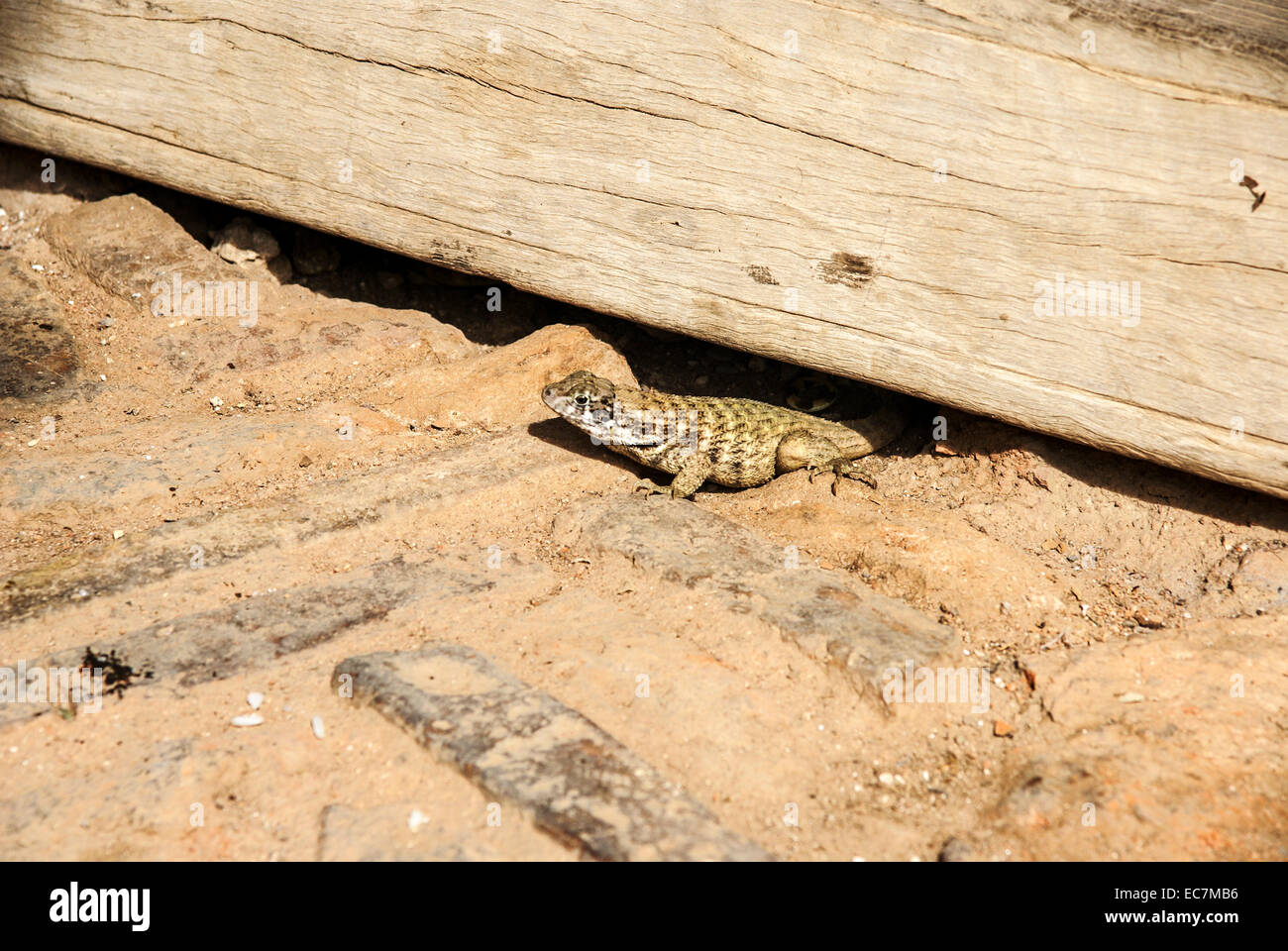 Cuban lizards hi-res stock photography and images - Alamy