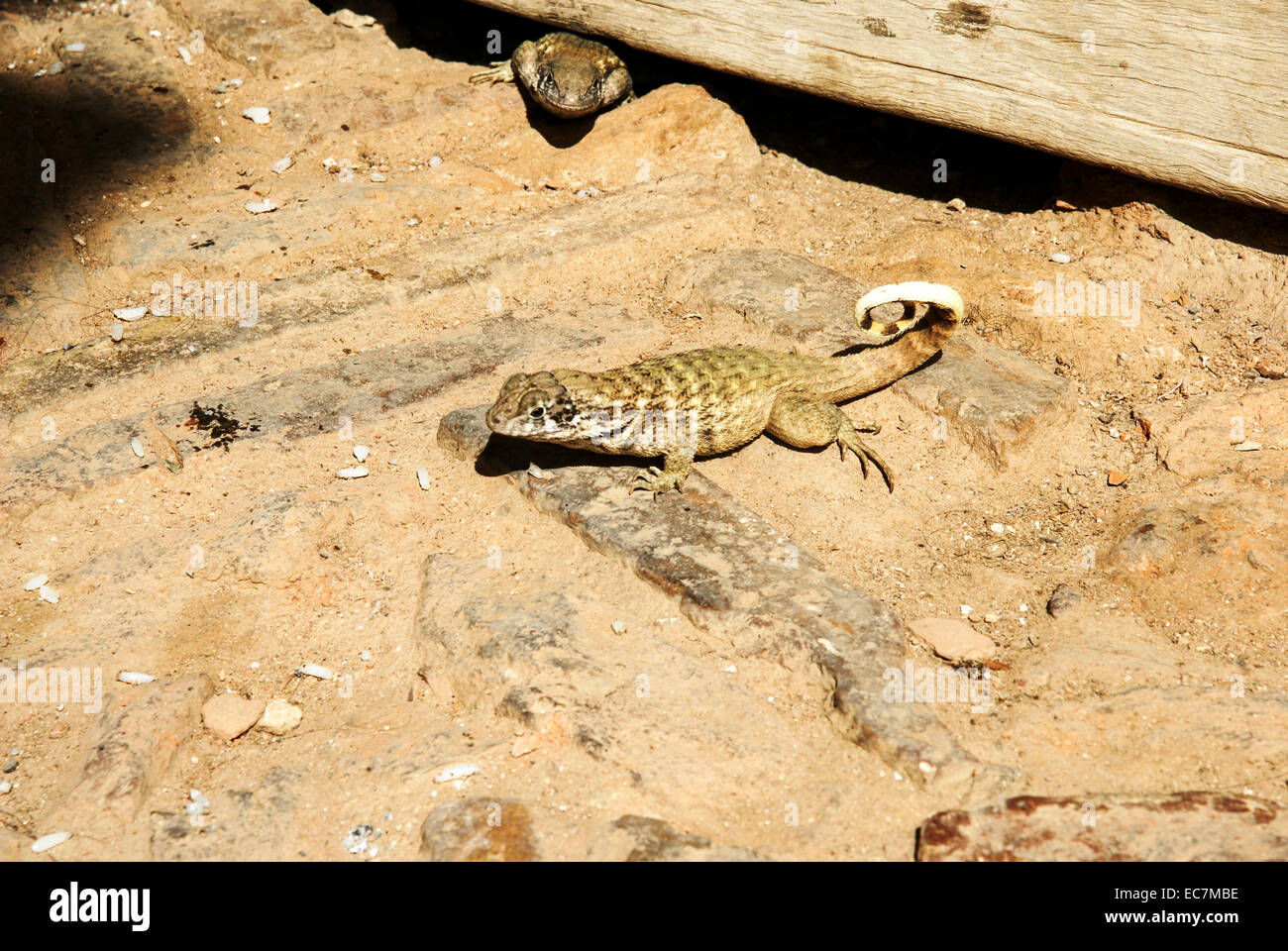Cuban lizards hi-res stock photography and images - Alamy