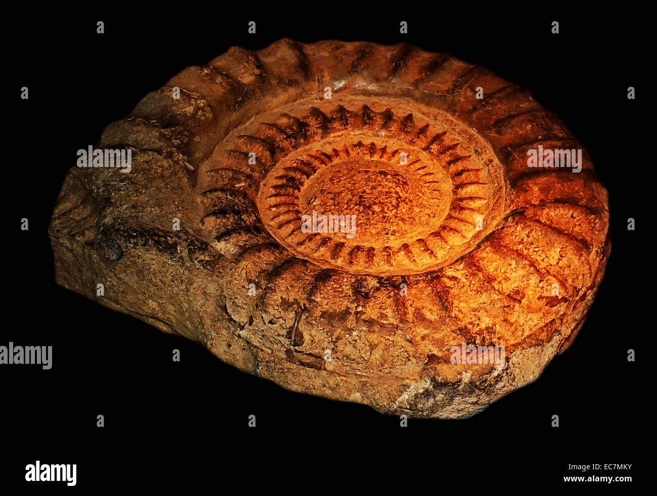 Ammonite rock fossil jurassic keynsham somerset england hi-res stock ...