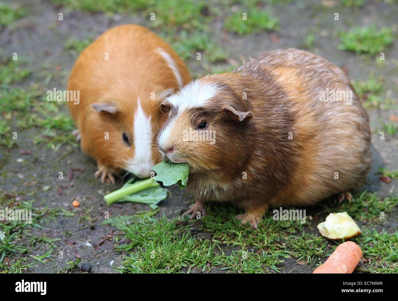 Two guinea pigs chowing down Stock Photo - Alamy