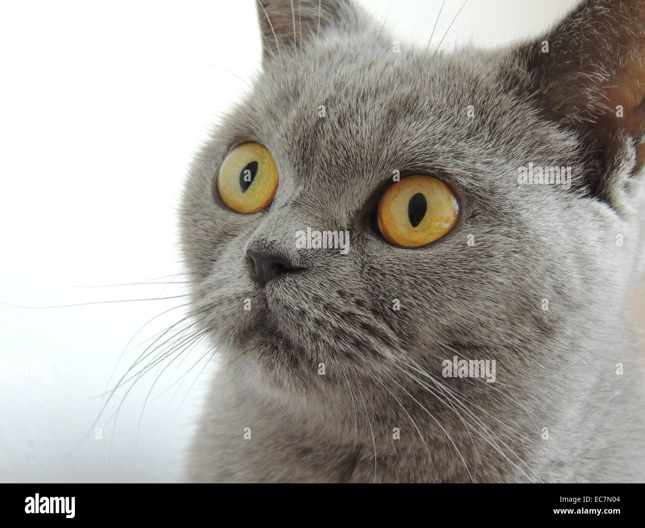 A cute cat staring at you Stock Photo - Alamy