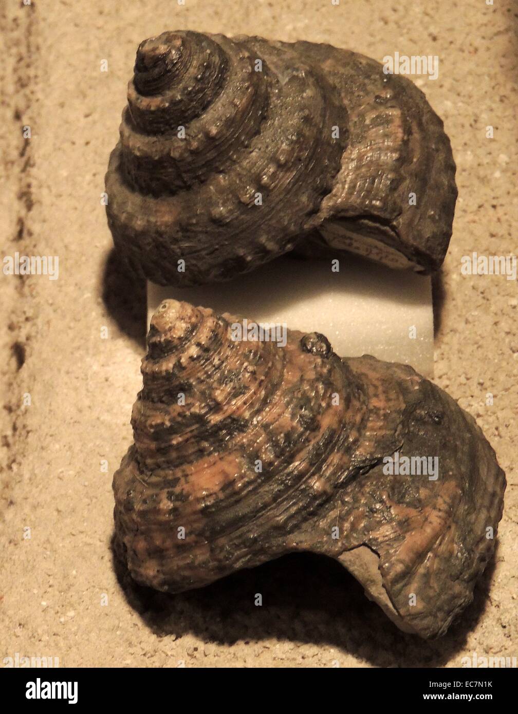 Pleurotomaria anglica. Gastropod mollusc (sea snail,) Lower Lias, Vale ...