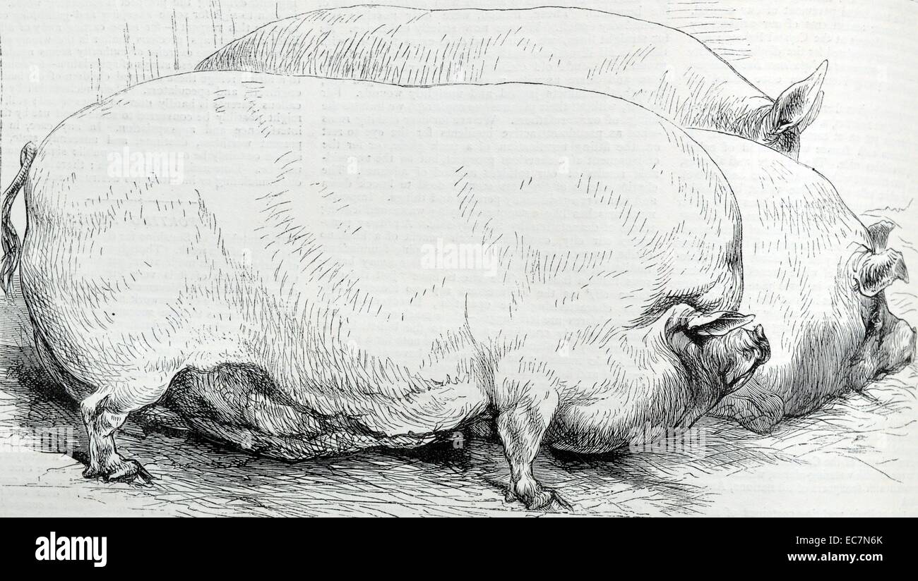 Engraving of three very large pigs on display at the Royal Agricultural ...
