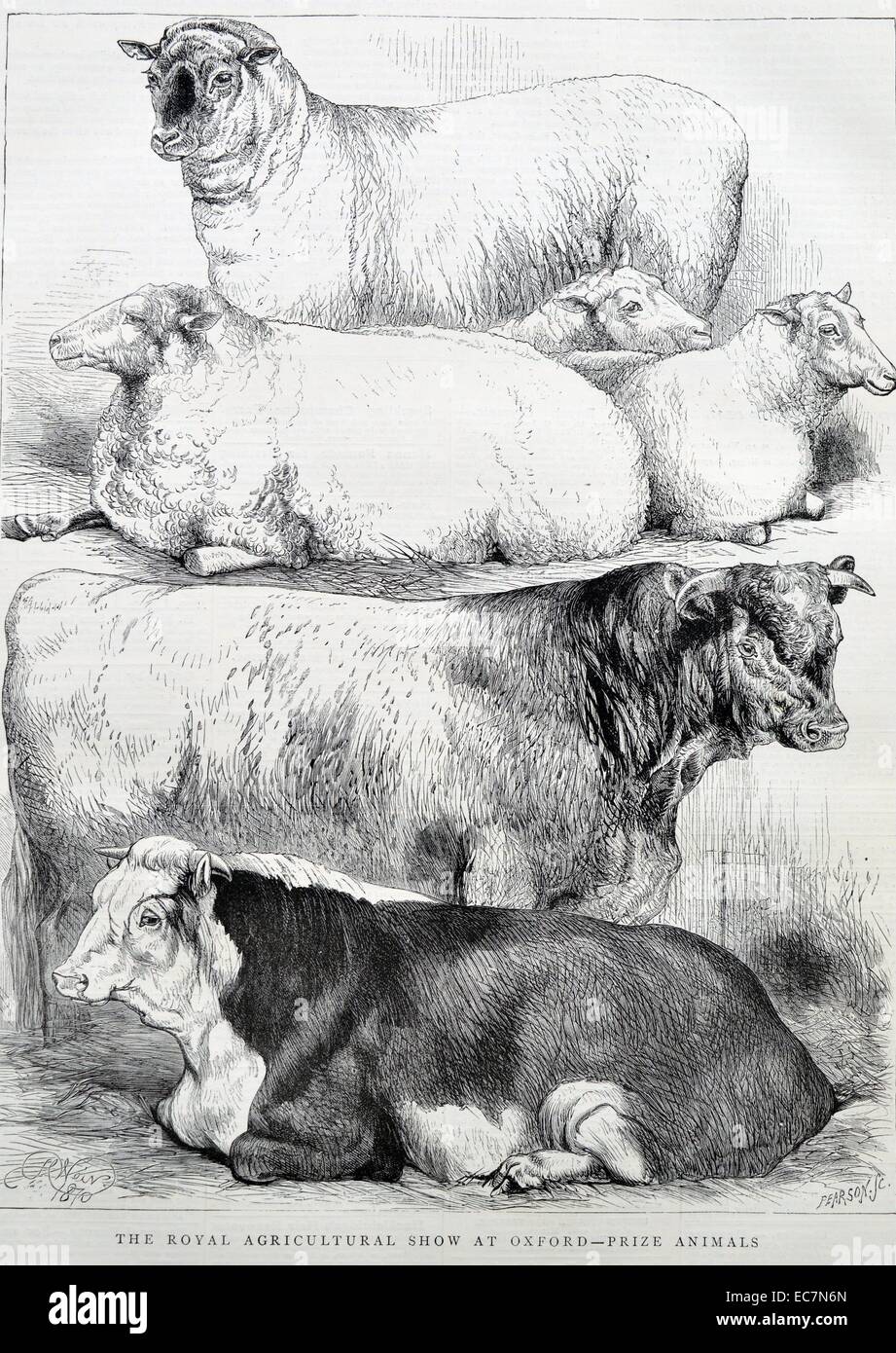 Engraving of prize sheep and cattle on display at the Royal ...