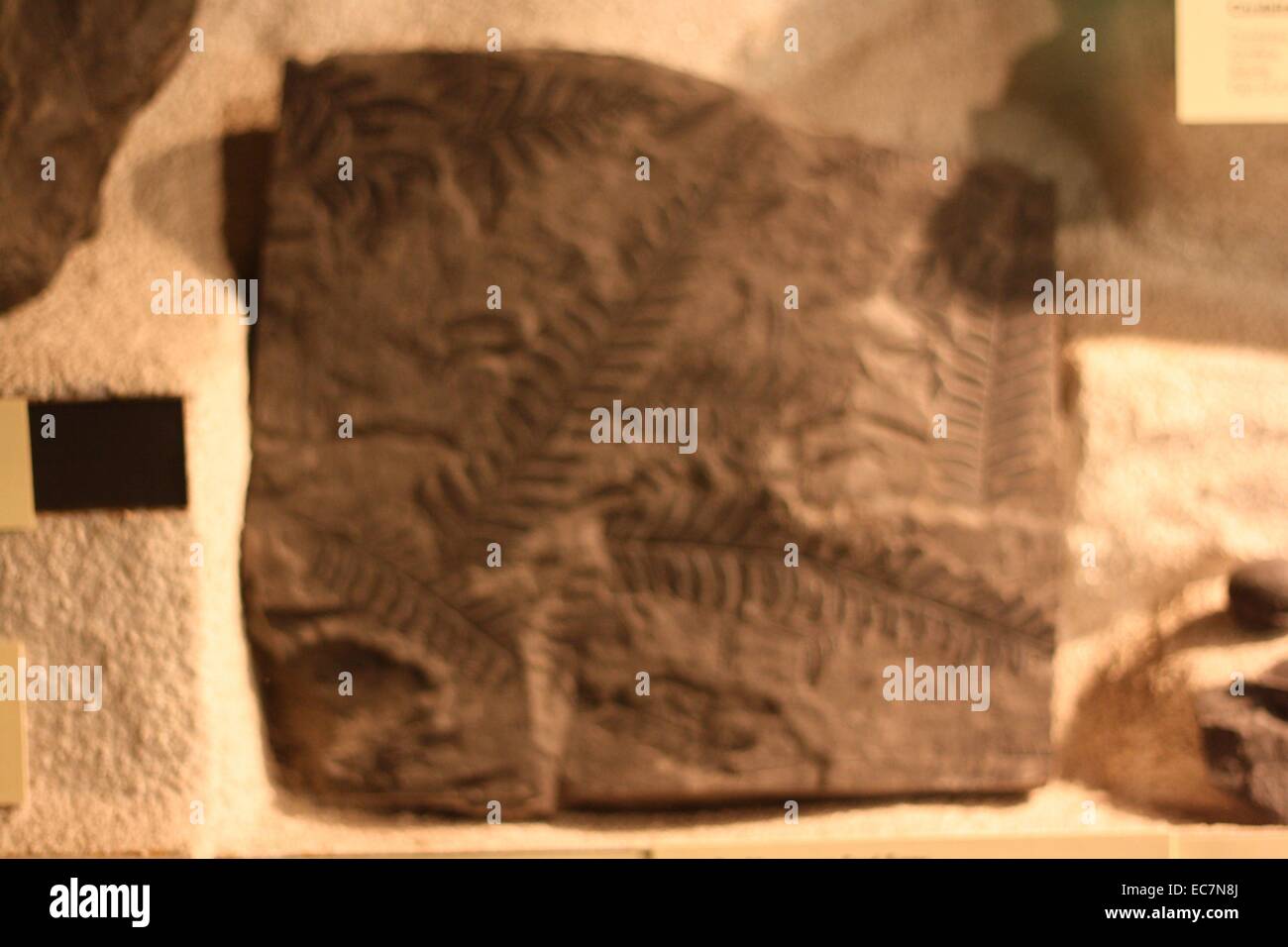 Pteridospermatophyta hi-res stock photography and images - Alamy