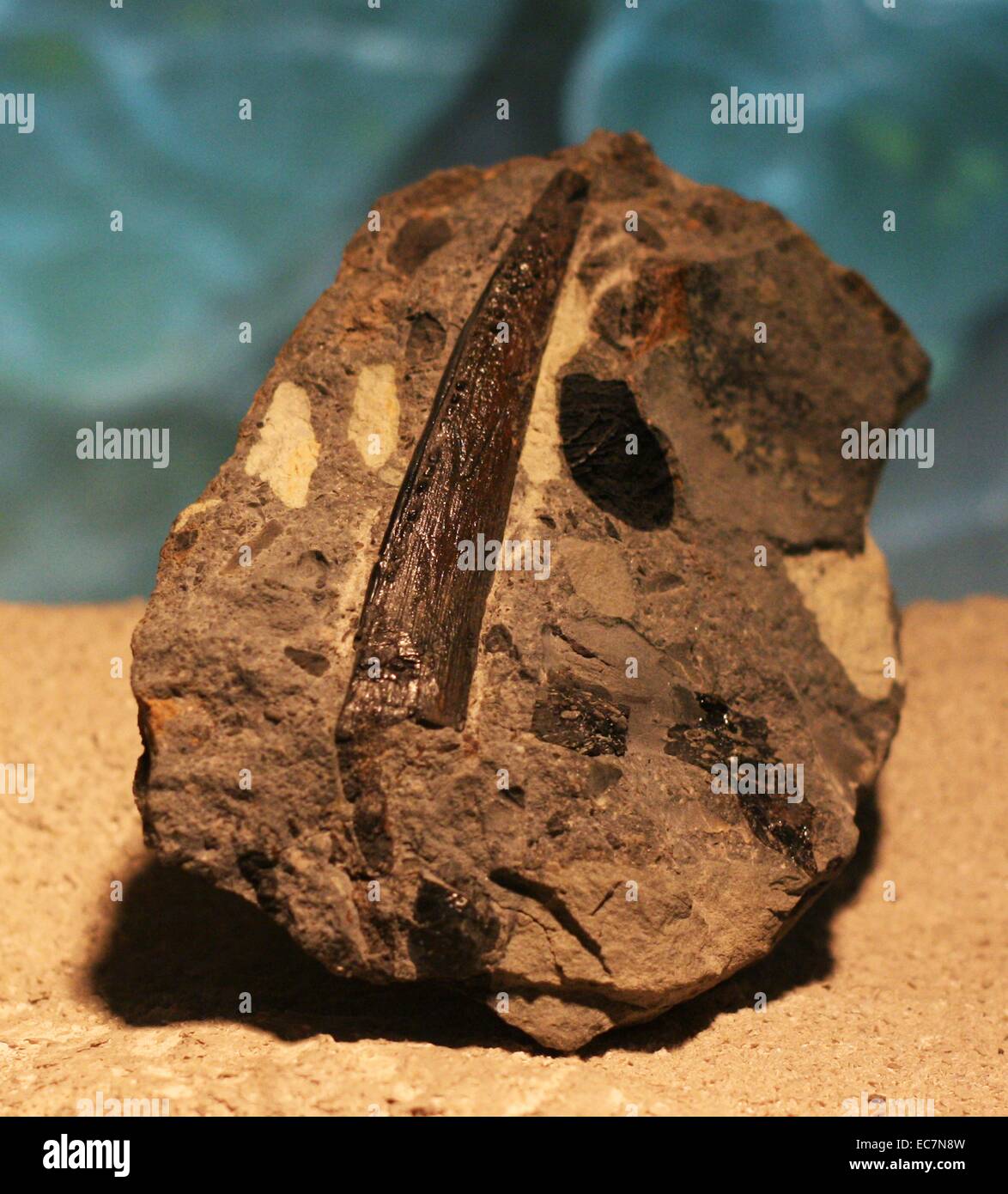 Hybodont shark fin-spines Hybodus minor Agassiz Stock Photo - Alamy