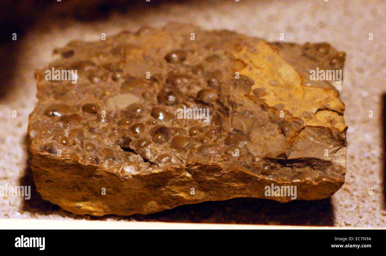 Laterally compressed bodies hi-res stock photography and images - Alamy