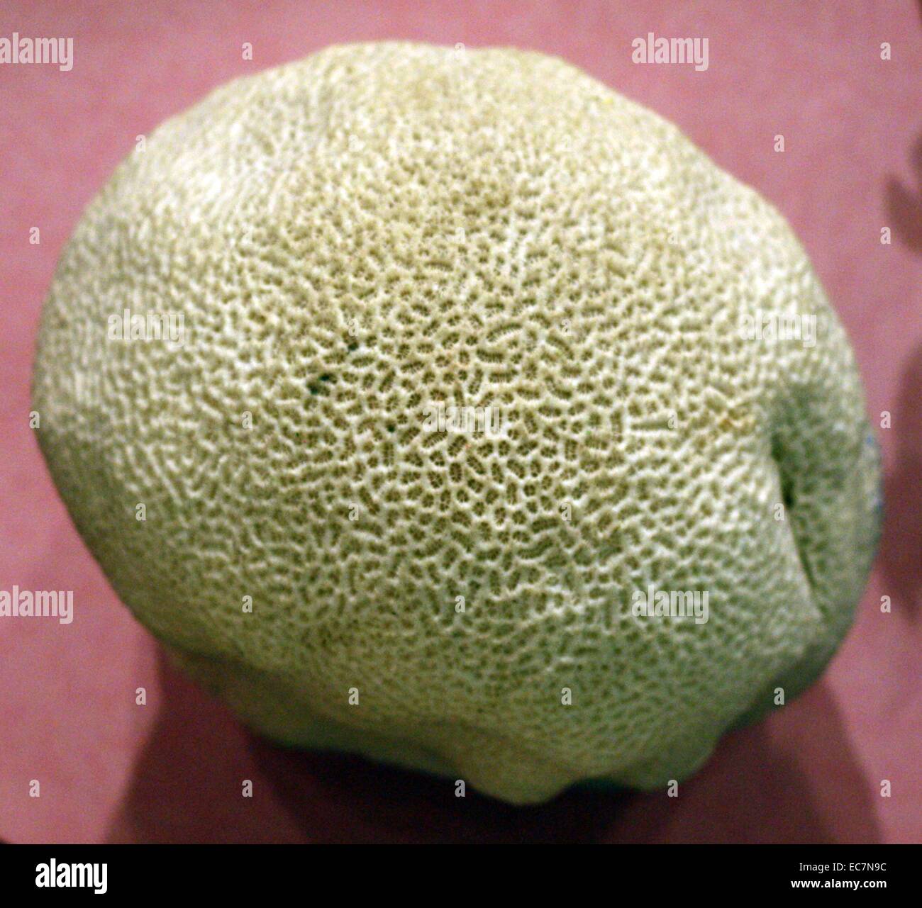 Winding leaf coral. Coral reefs are underwater structures made from ...