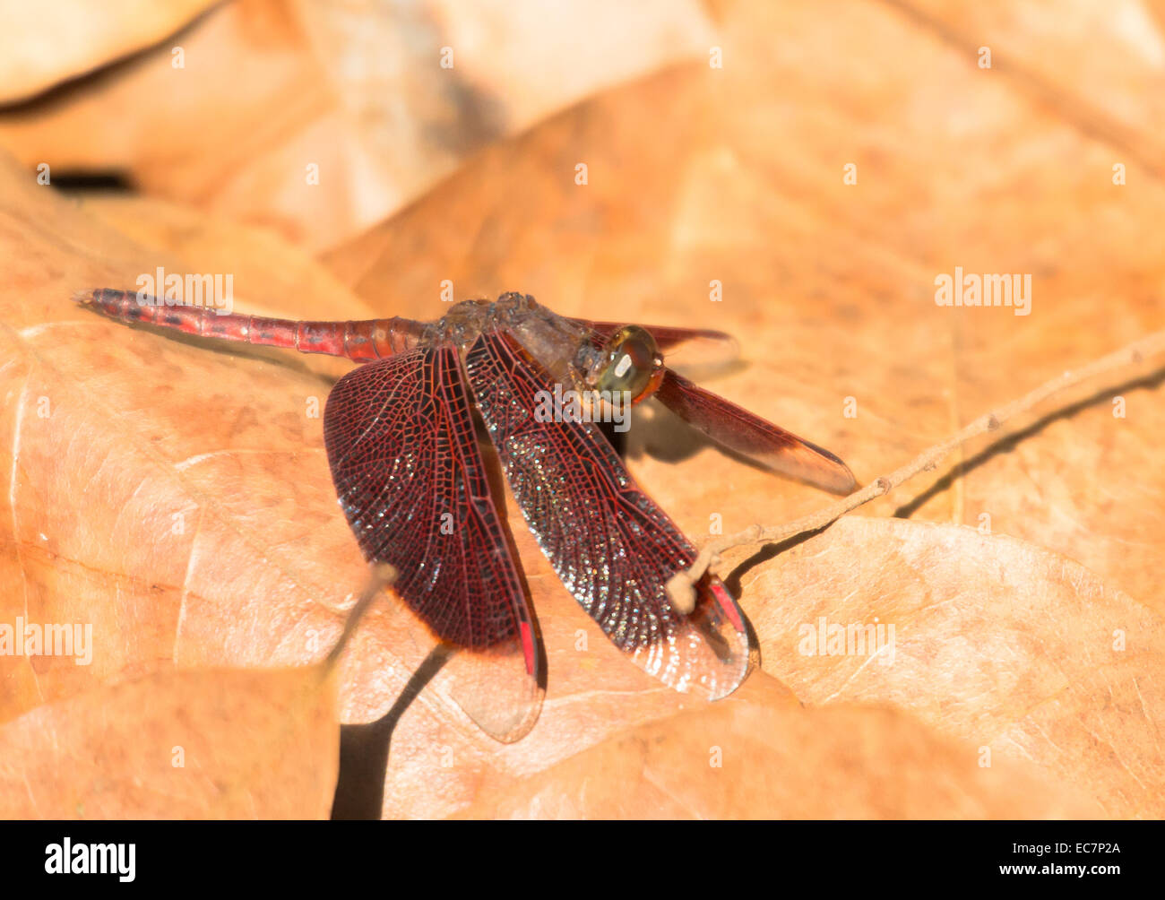 Common Redbolt in Singapore, Rhodothemis rufa Stock Photo - Alamy