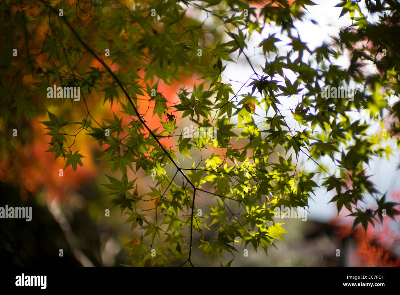 Seasons in japan hi-res stock photography and images - Alamy