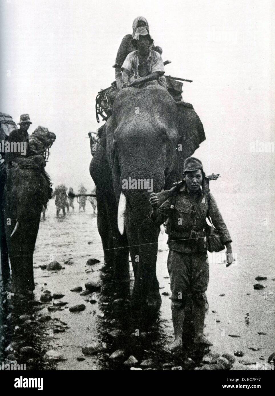 Photograph japanese japan burma burmese elephant troop war 20th century ...