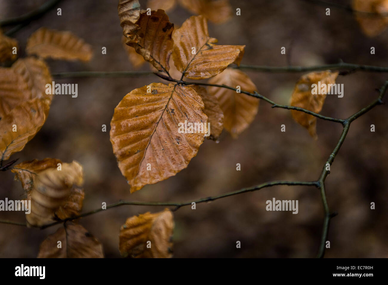 Beech tree leaves in an autumnal woodland Stock Photo - Alamy
