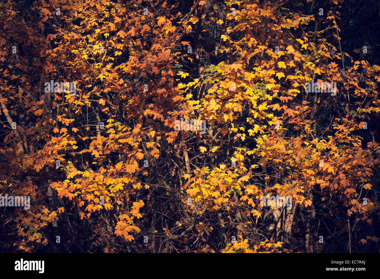 autumn trees leaves Stock Photo - Alamy