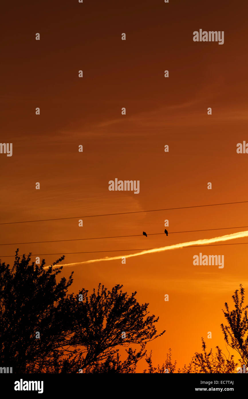 Wallpaper Birds Wire Sheet