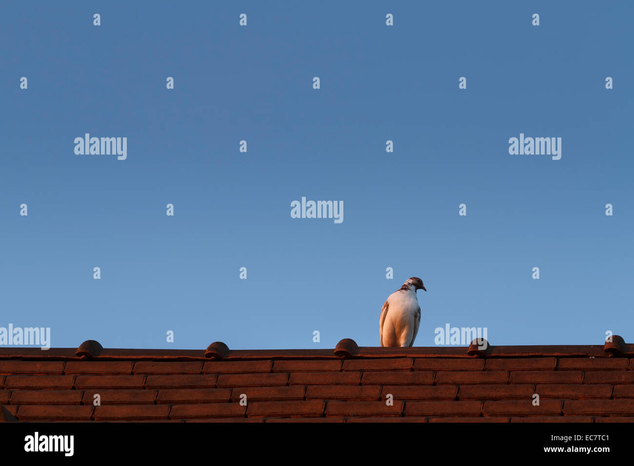 bird on roof Stock Photo - Alamy