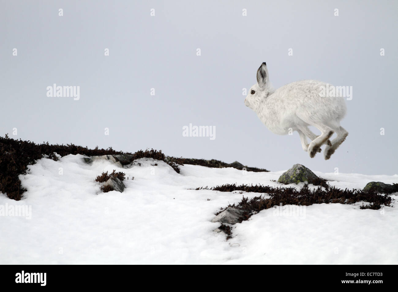 Mountain Hare, Lepus timidus running across snowy plateau in winter ...