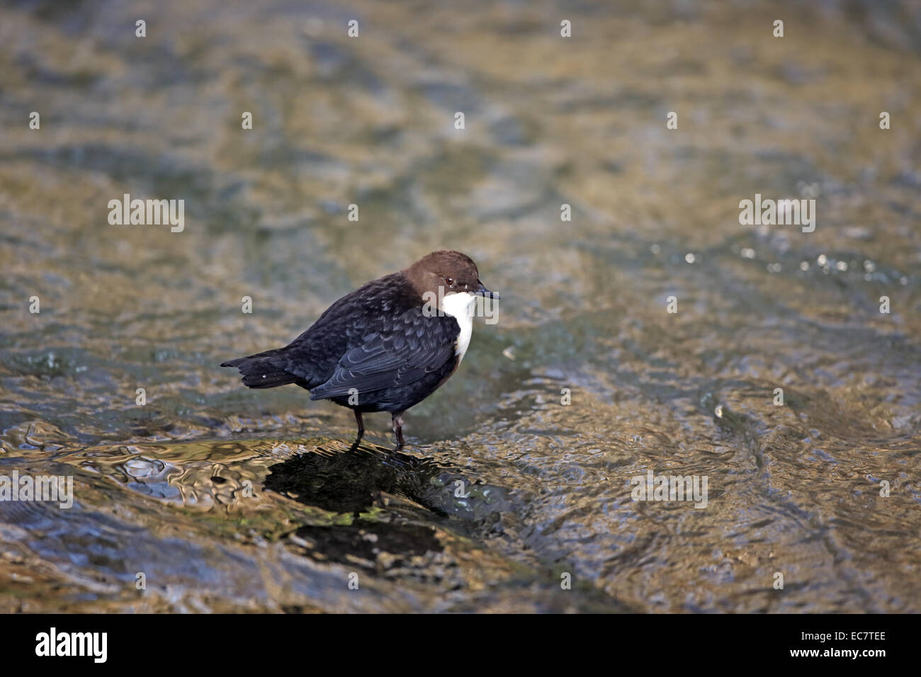 European Dipper, Cinclus cinclus standing in stream Stock Photo - Alamy