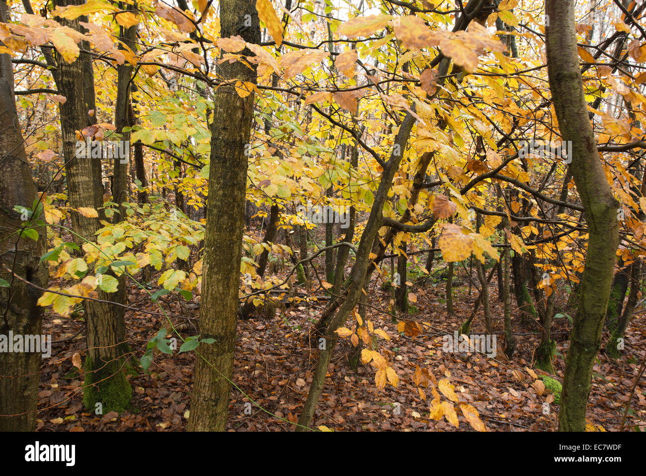 Green yellow and brown leaf stages in fall hi-res stock photography and ...