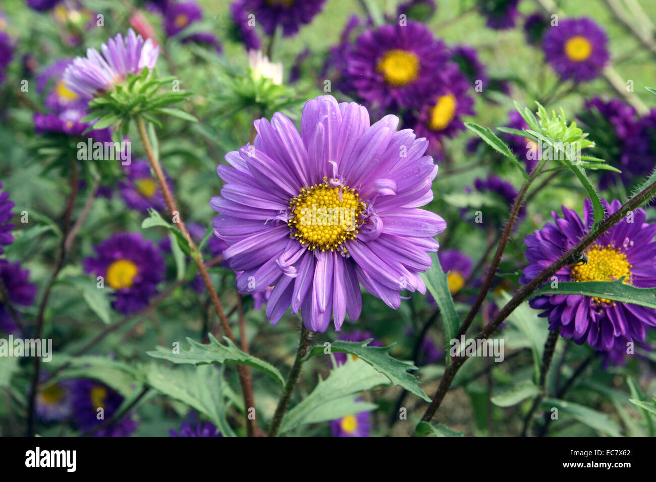 aster alpinus. flower, color Stock Photo - Alamy