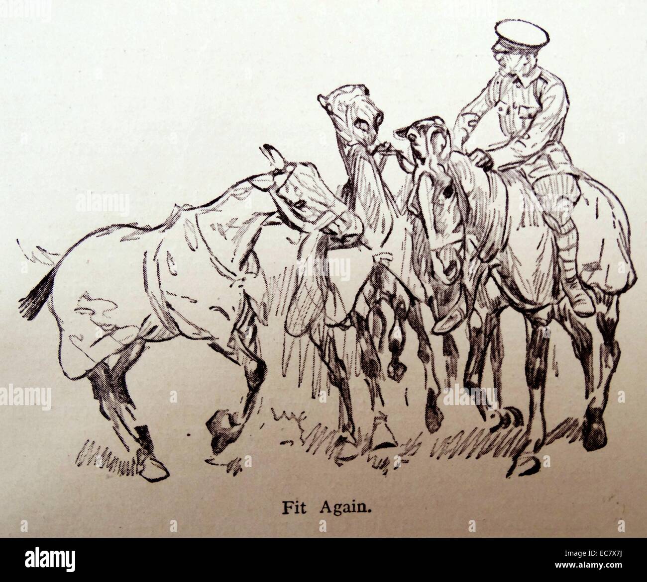Cavalry World War One Stock Photos & Cavalry World War One Stock Images ...
