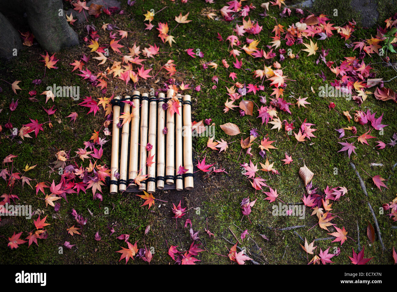 Fallen leaves on moss hi-res stock photography and images - Alamy