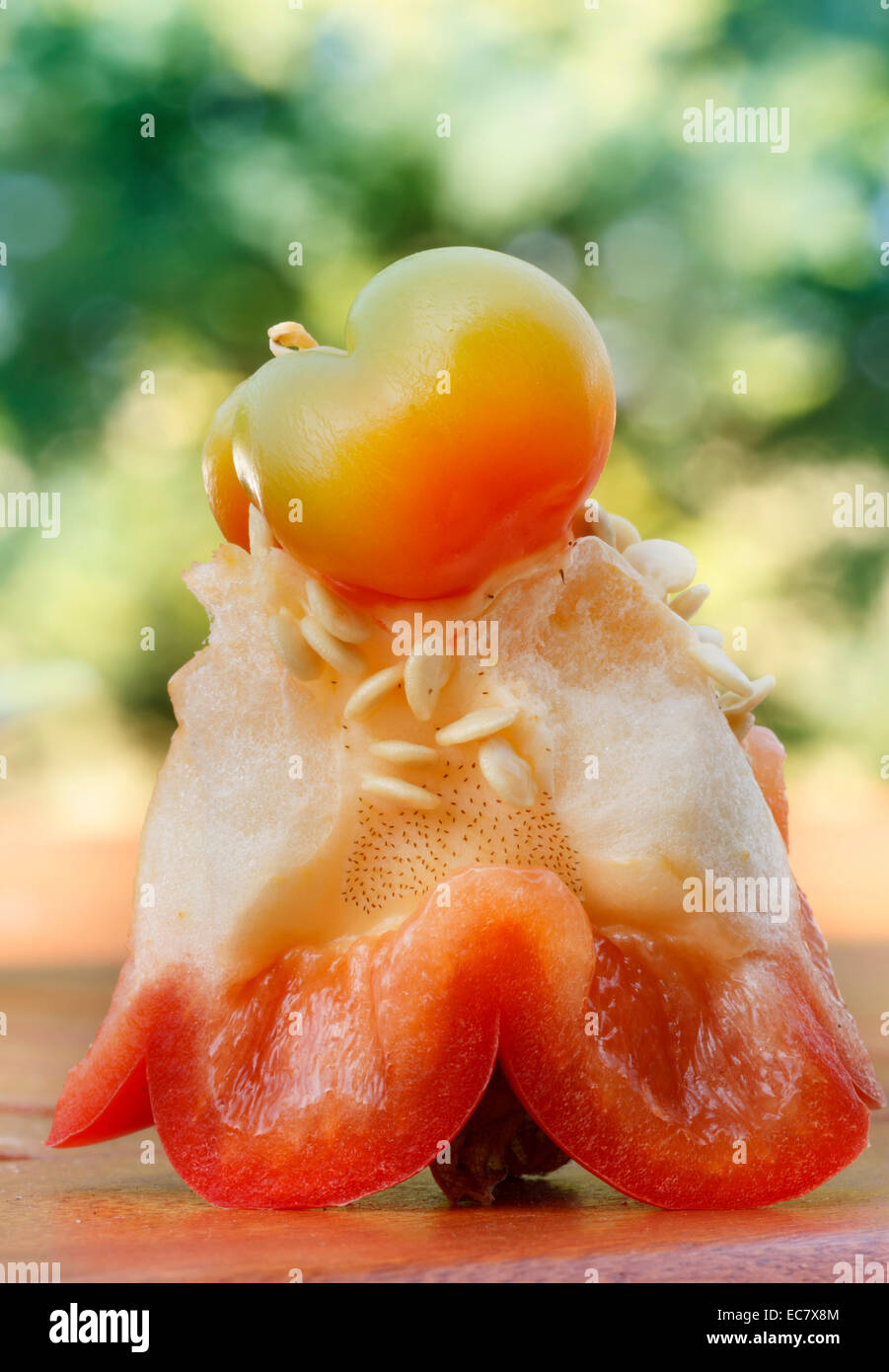 interior of raw red bell pepper Stock Photo - Alamy