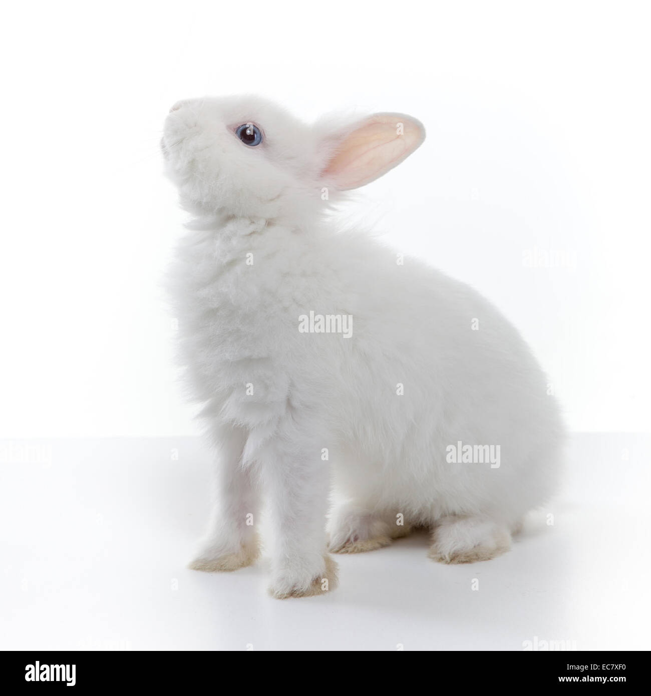 White rabbit isolated on white background Stock Photo - Alamy