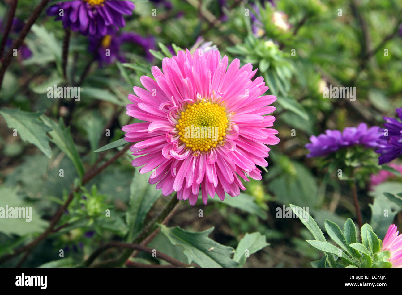 Aster astereae sp hi-res stock photography and images - Alamy