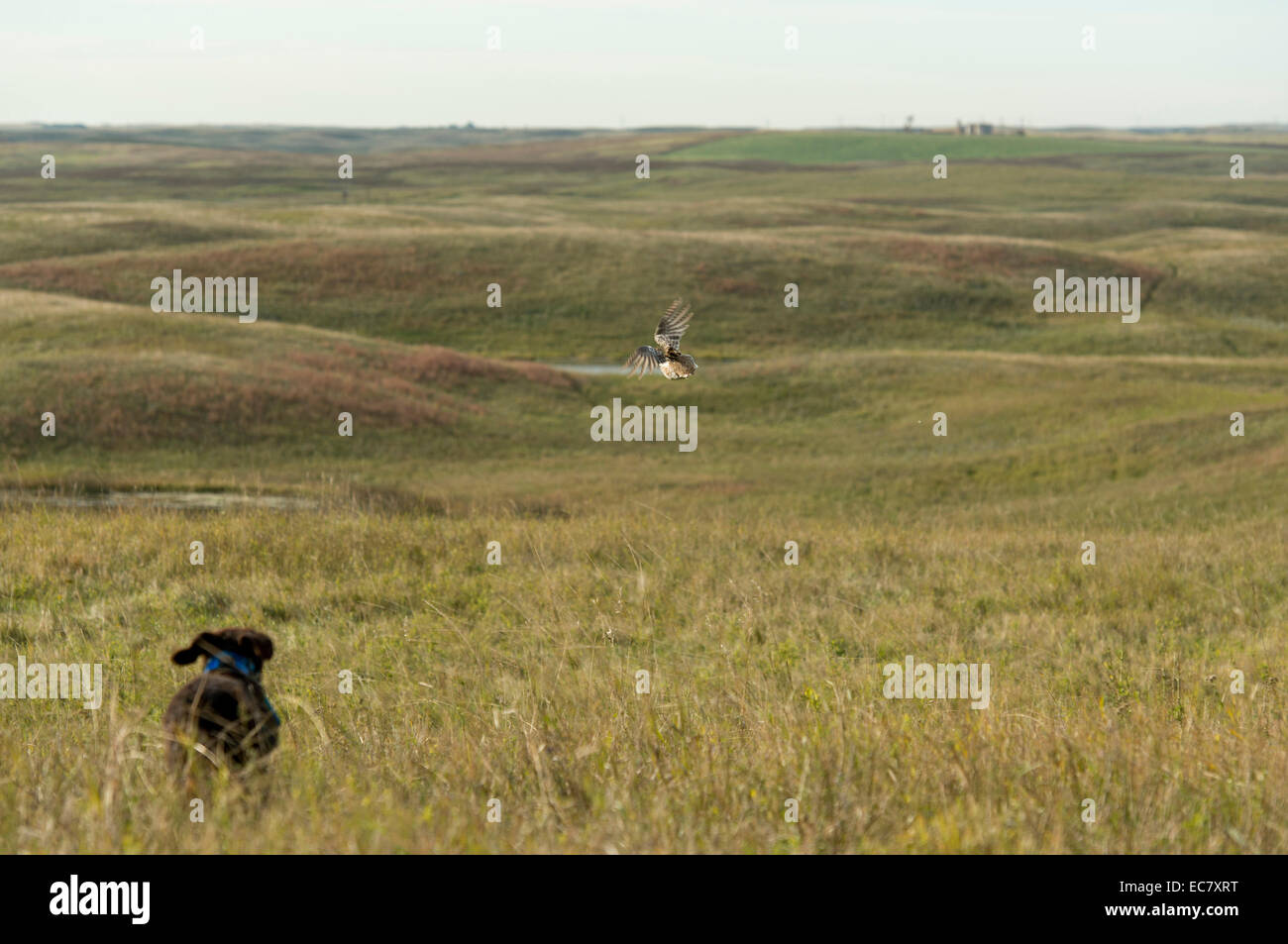 Flying Sharptailed Grouse Stock Photo - Alamy
