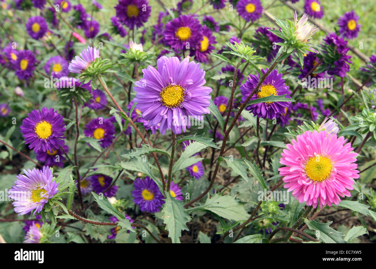 Aster astereae sp hi-res stock photography and images - Alamy