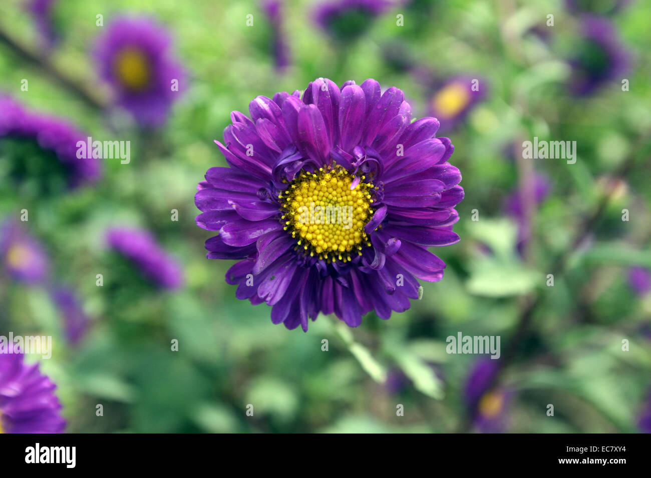 Aster sp hi-res stock photography and images - Alamy