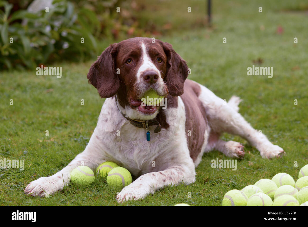 Hoarding balls hi-res stock photography and images - Alamy