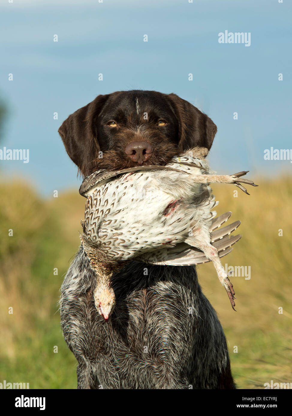 Hunting Dog with a Sharptailed Grouse Stock Photo - Alamy