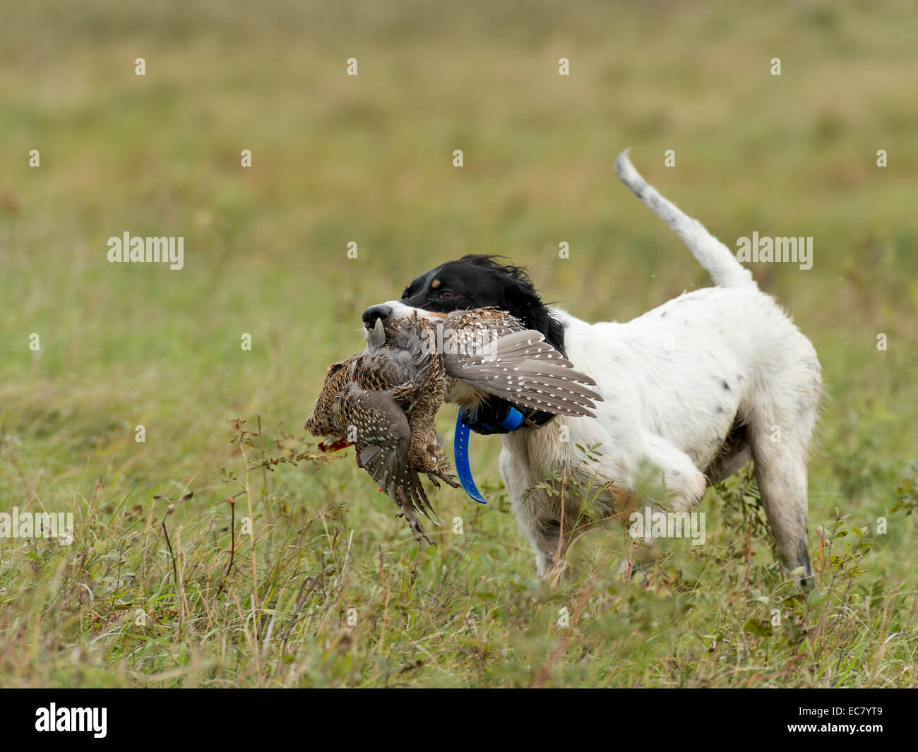 English Setter Hunting Stock Photo - Alamy