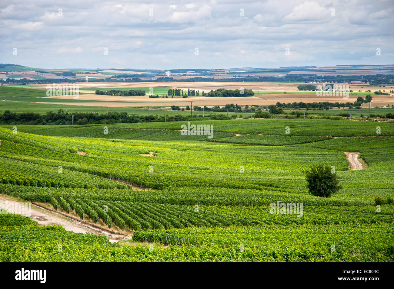 Vineyard landscape, Montagne de Reims, France Stock Photo - Alamy