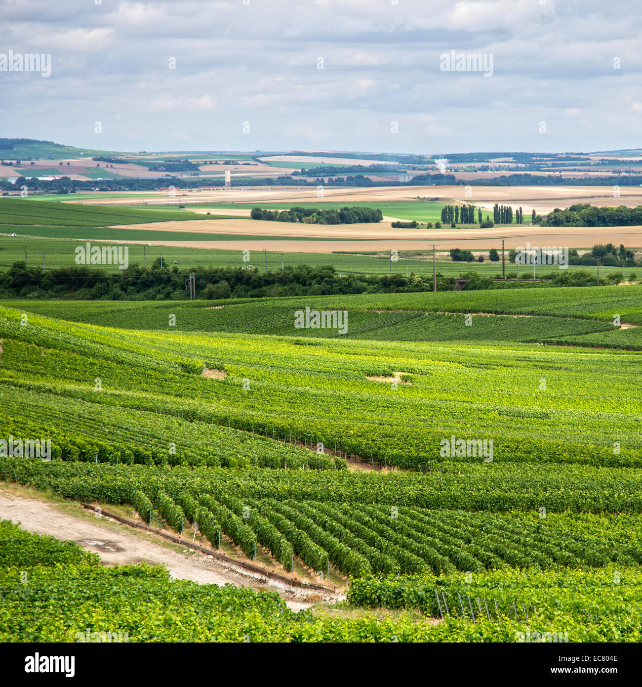 Vineyard landscape, Montagne de Reims, France Stock Photo - Alamy