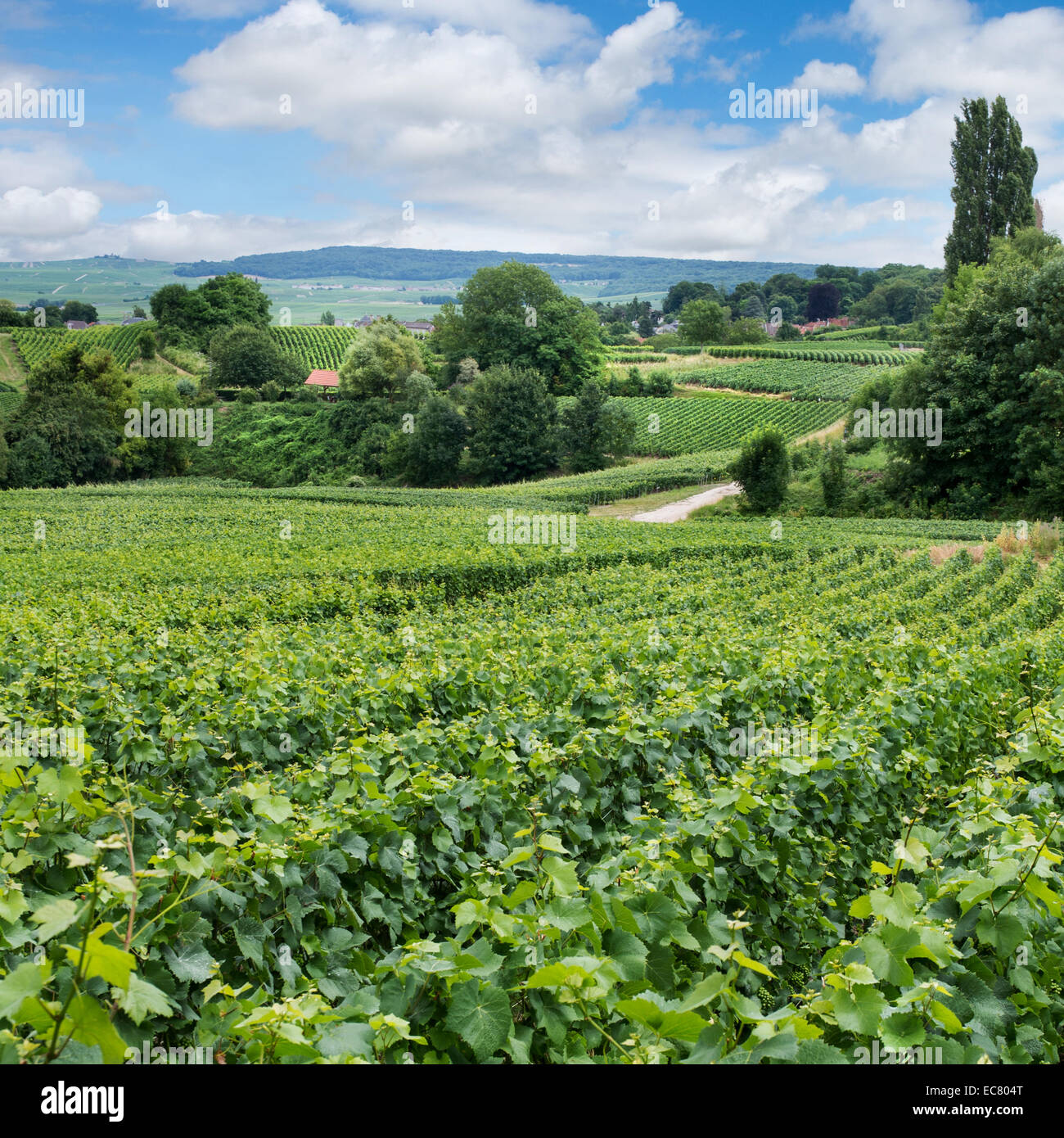Vineyard landscape, Montagne de Reims, France Stock Photo - Alamy