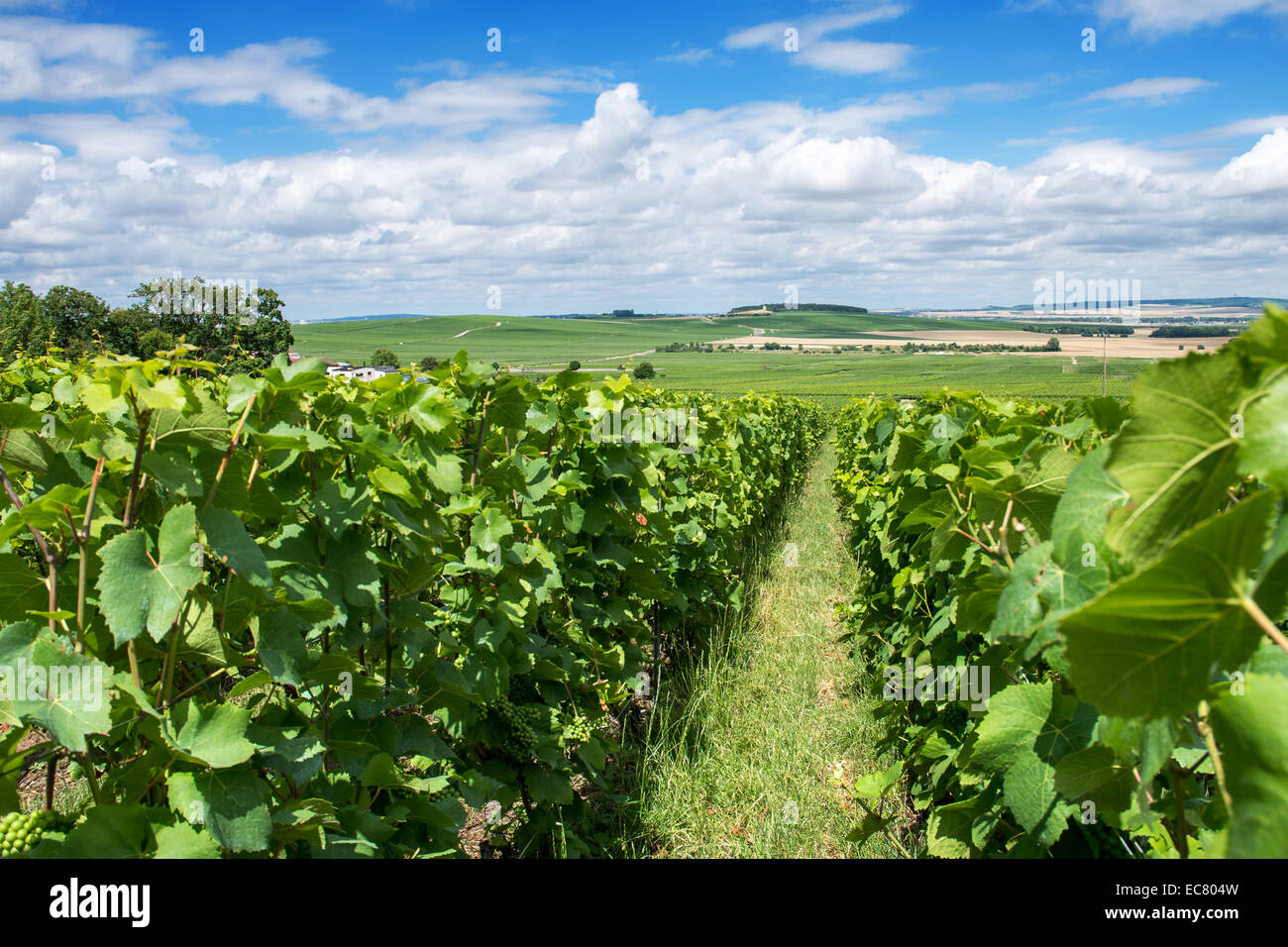 Vineyard landscape, Montagne de Reims, France Stock Photo - Alamy