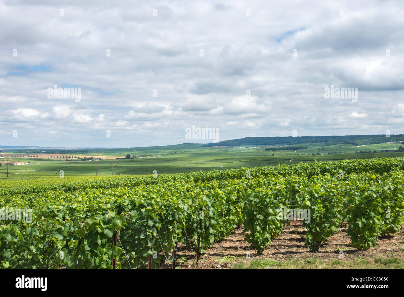 Vineyard landscape, Montagne de Reims, France Stock Photo - Alamy