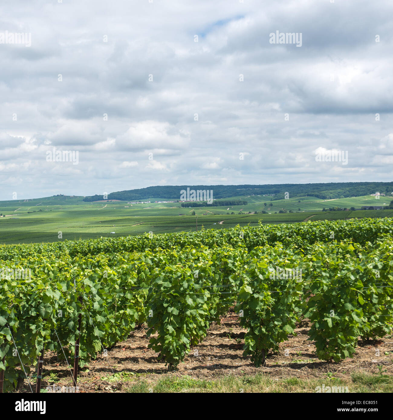 Vineyard landscape, Montagne de Reims, France Stock Photo - Alamy