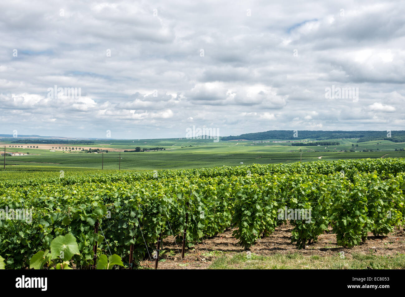 Vineyard landscape, Montagne de Reims, France Stock Photo - Alamy
