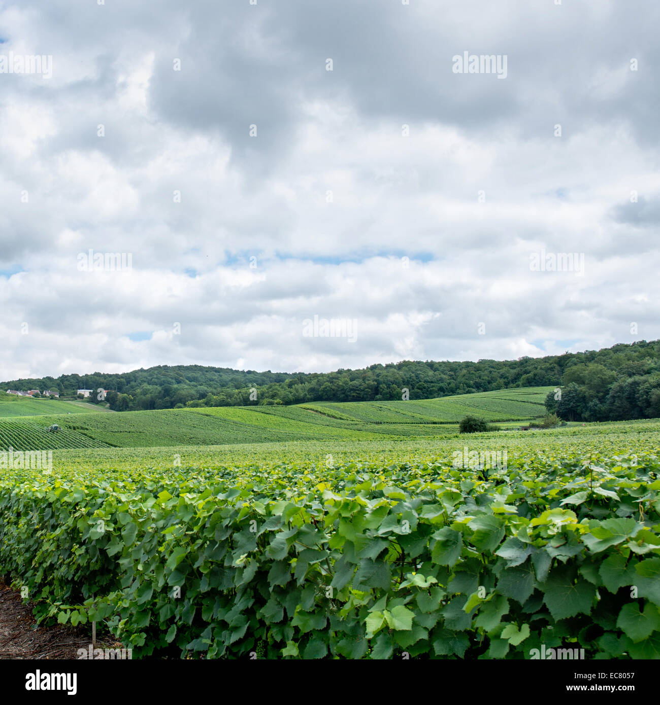 Vineyard landscape, Montagne de Reims, France Stock Photo - Alamy