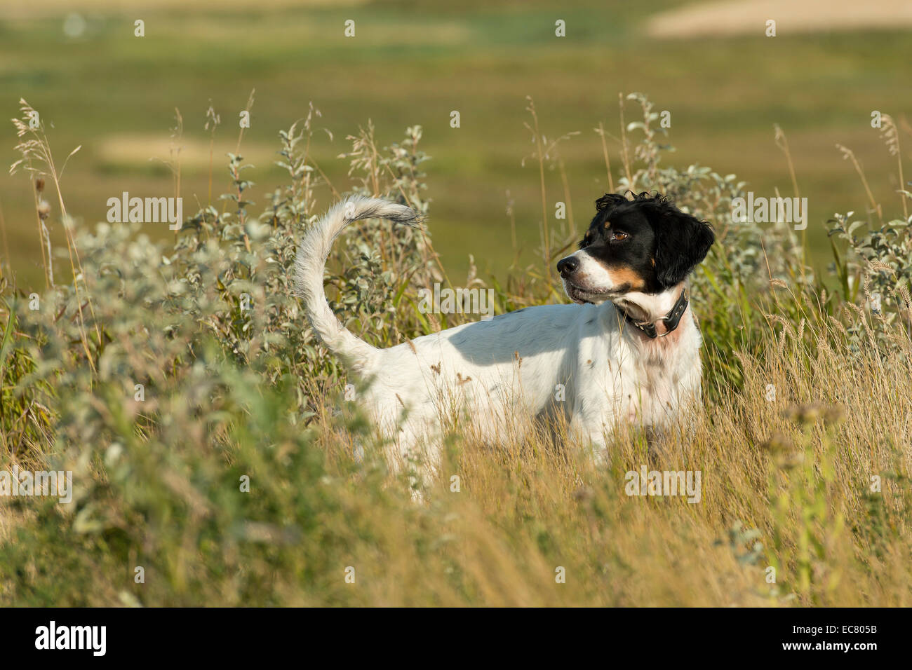 An English Setter out hunting Stock Photo - Alamy