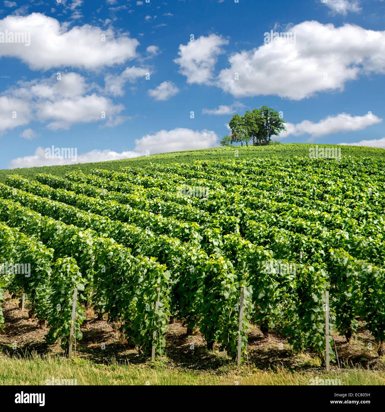 Vineyard landscape, Montagne de Reims, France Stock Photo - Alamy