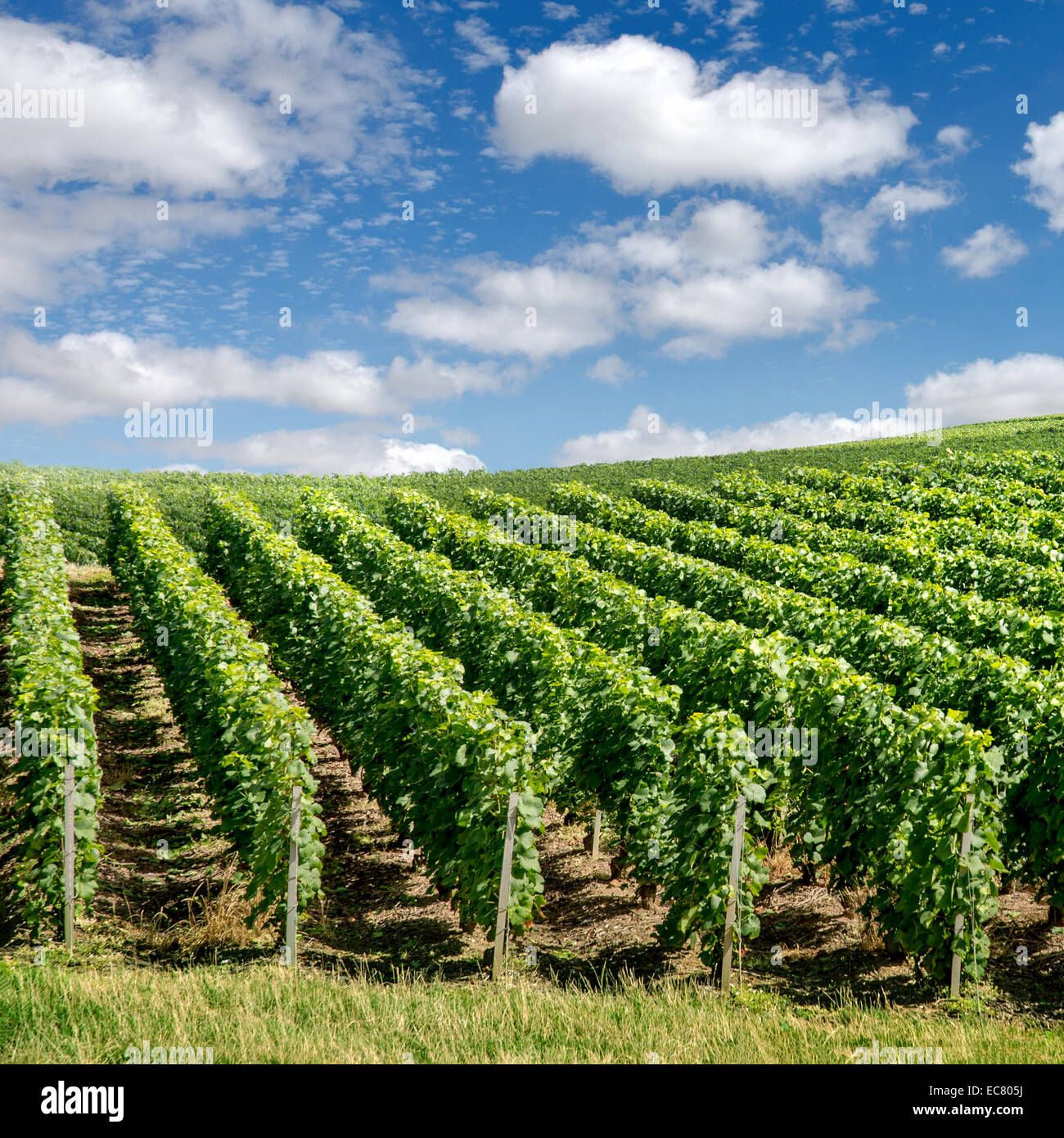Vineyard landscape, Montagne de Reims, France Stock Photo - Alamy