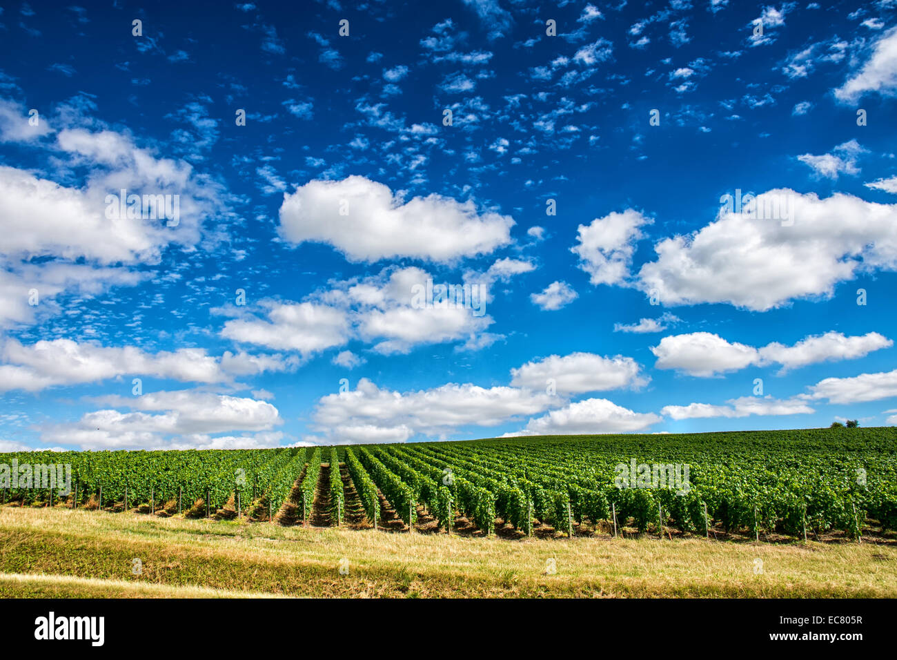 Vineyard landscape, Montagne de Reims, France Stock Photo - Alamy