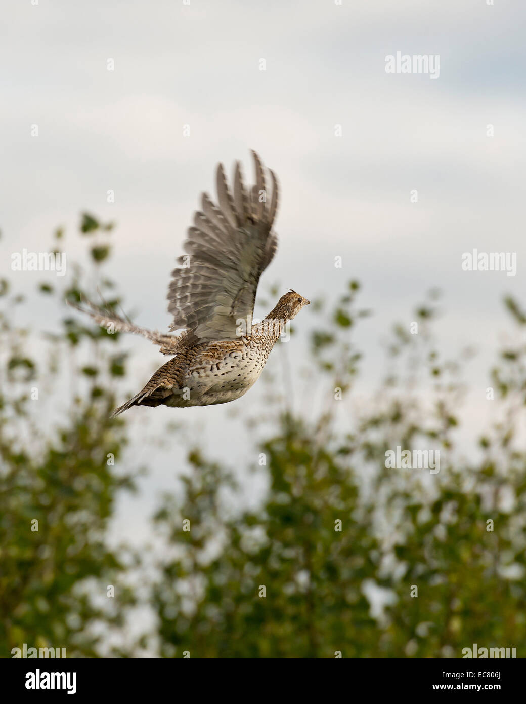 Grouse flying hi-res stock photography and images - Alamy